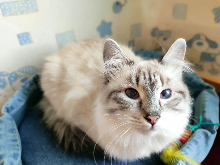 Кошка Ангела