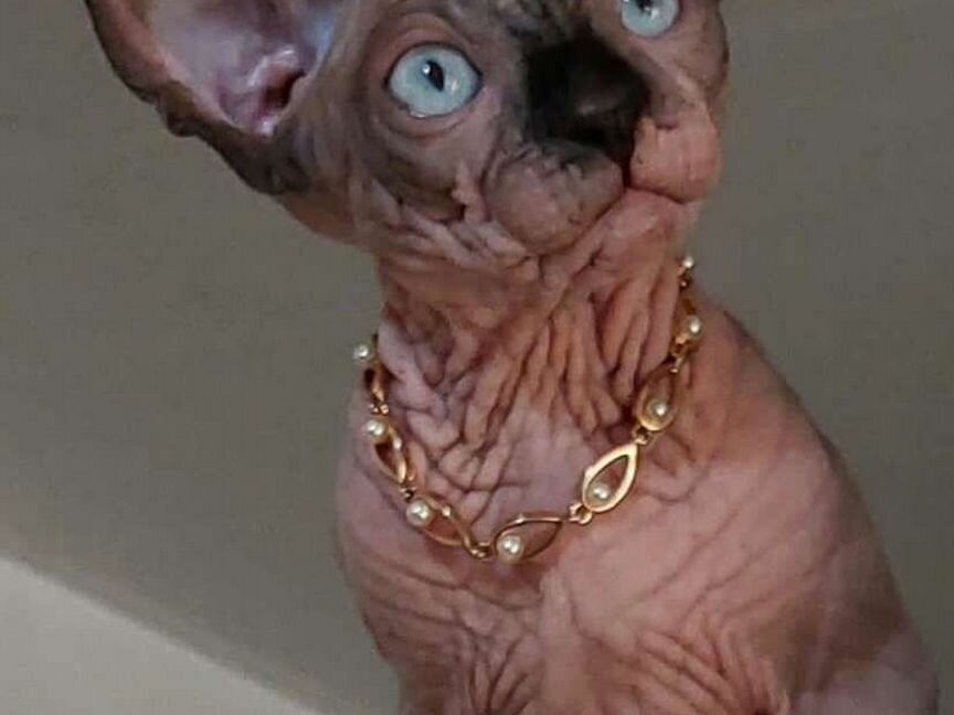 Канадский сфинкс и бамбино мальчики и девочка