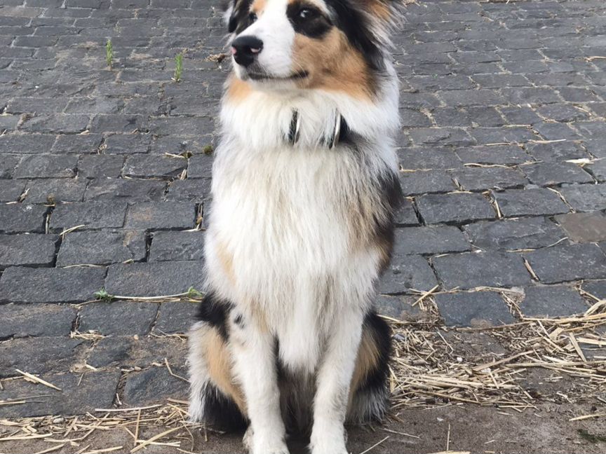 Автралийская овчарка (Аусси)