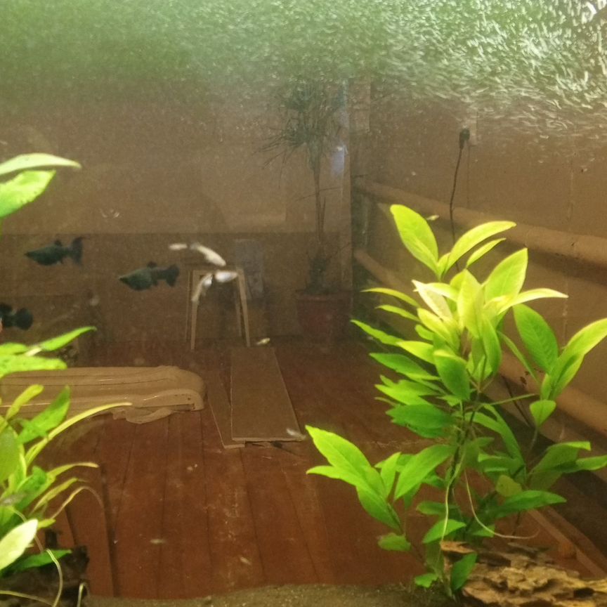 Гуппи подростки