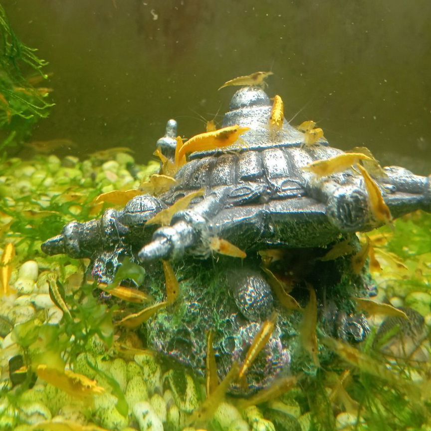 Креветки продам