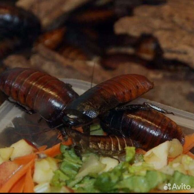Мадагаскарский таракан