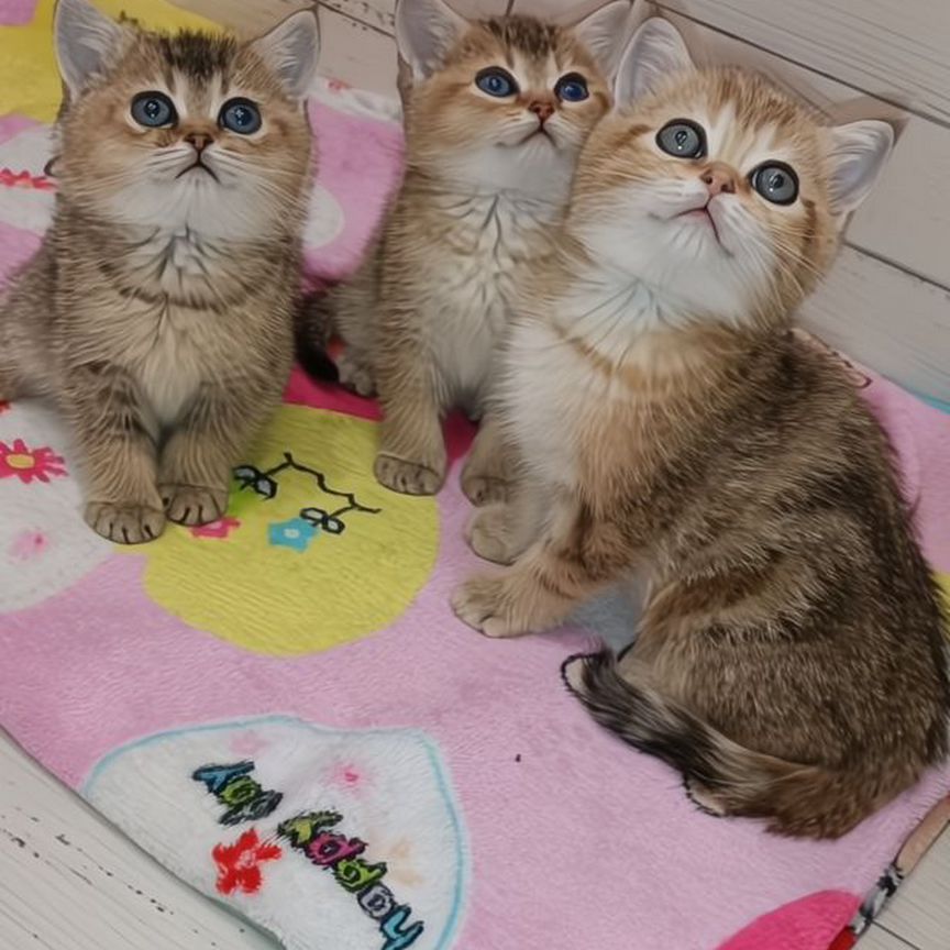Британский короткошёрстный котёнок