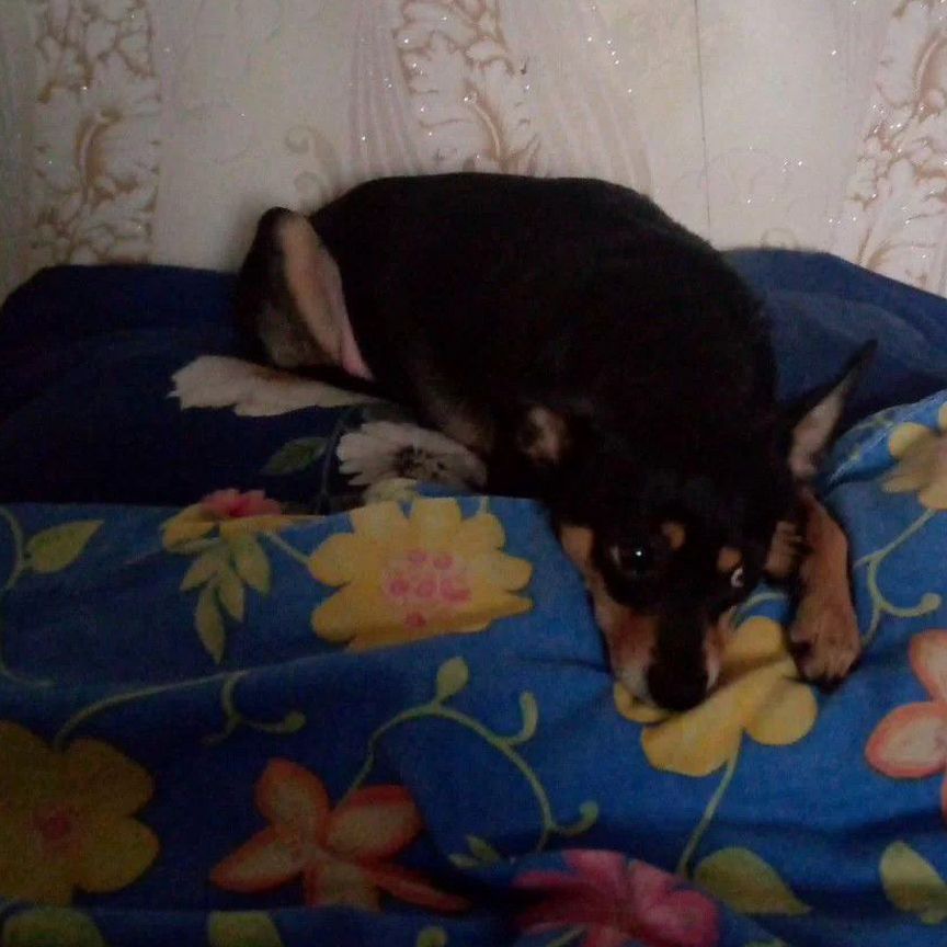 Русский той-терьер, щенок