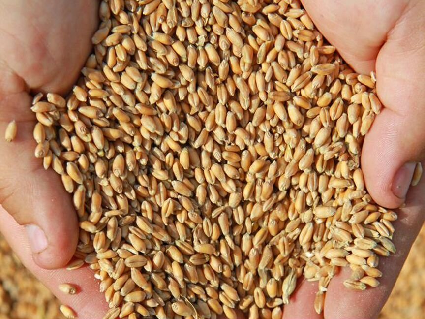 Зерно пшеница, ячмень, овёс, рожь