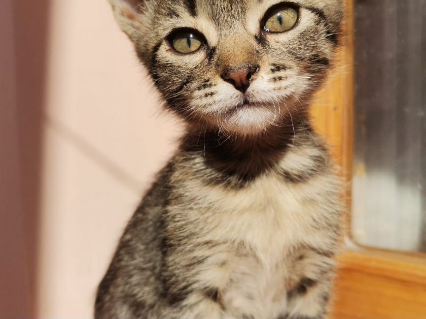 Котенок в добрые руки