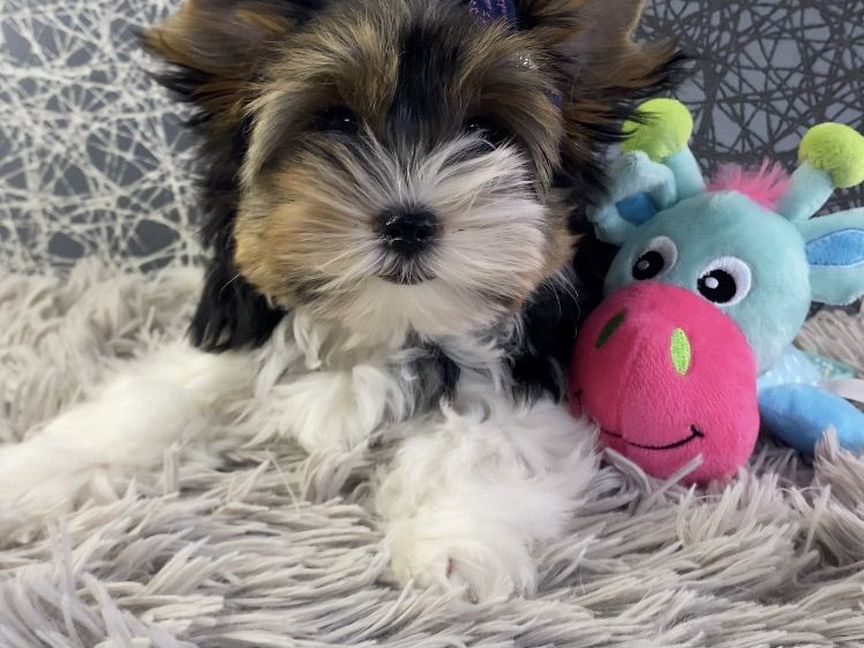 Яркая красотка биверушечка