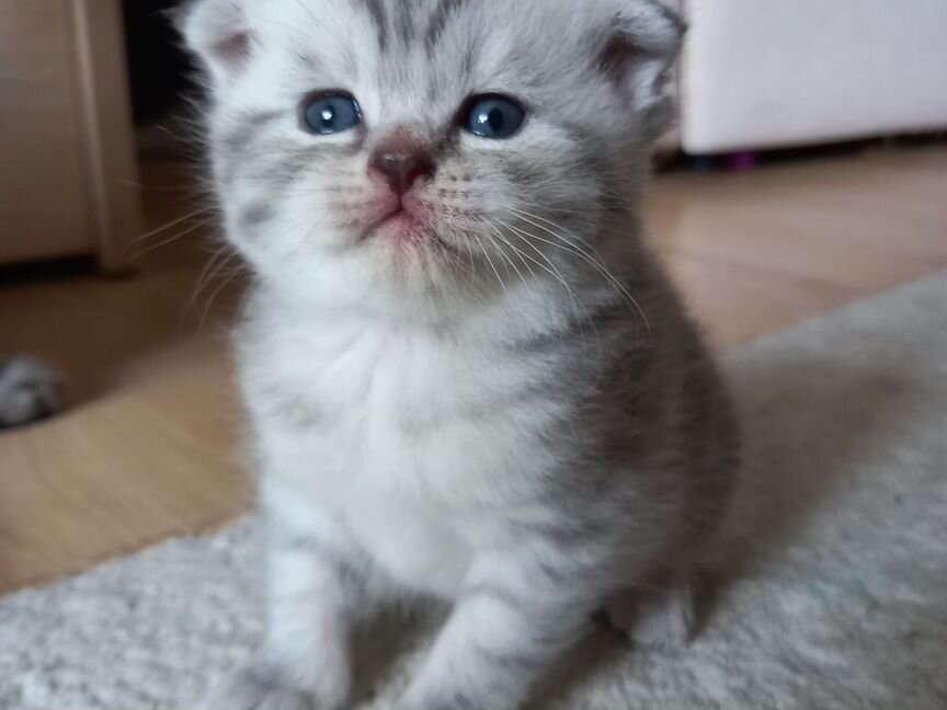 Шотландские висоухие котята