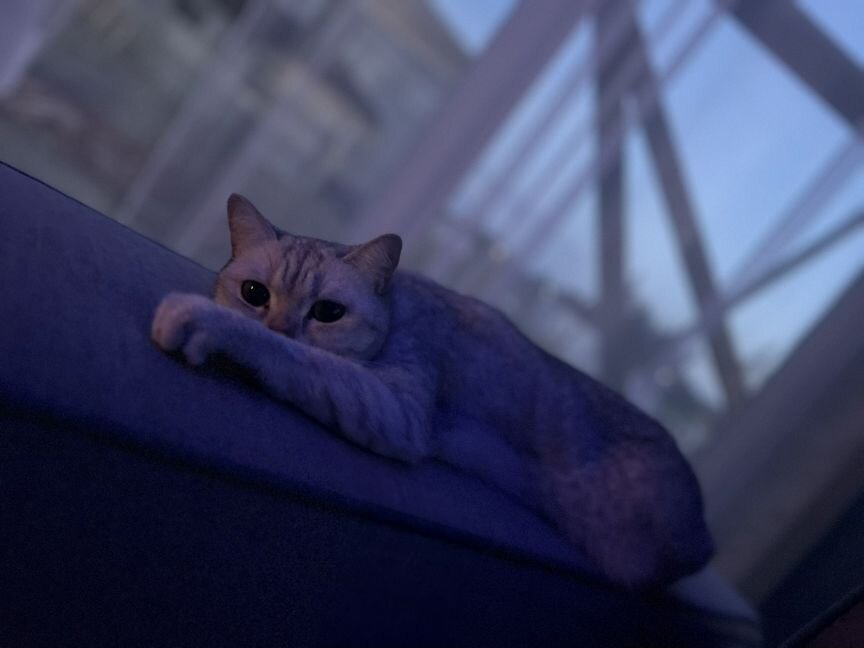 Британская кошка