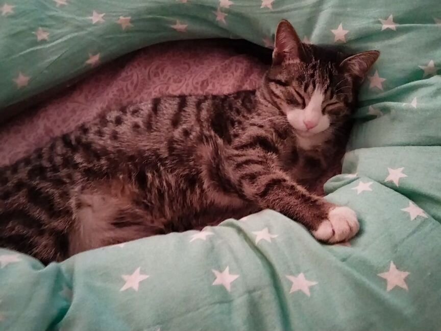 Котейки мышеловы