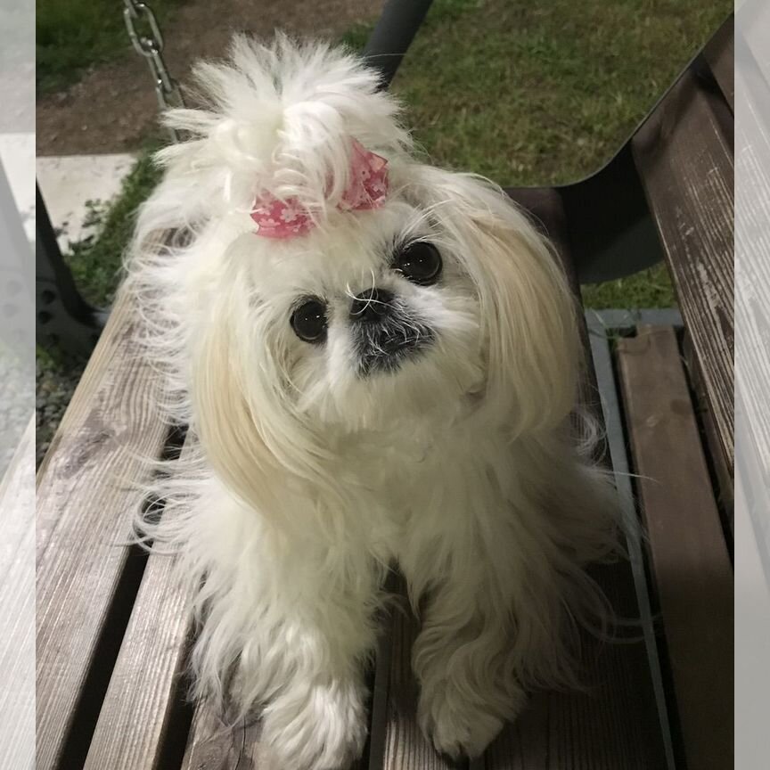 Ищем друга,не более 4кг