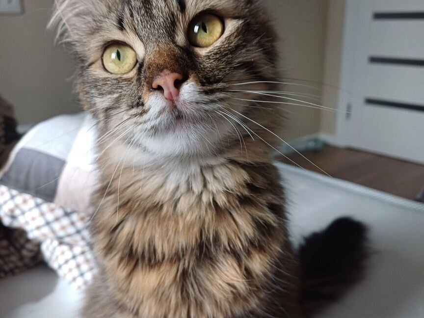 Кошка Линда