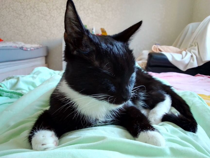 Кошечка кастрированная котенок подросток