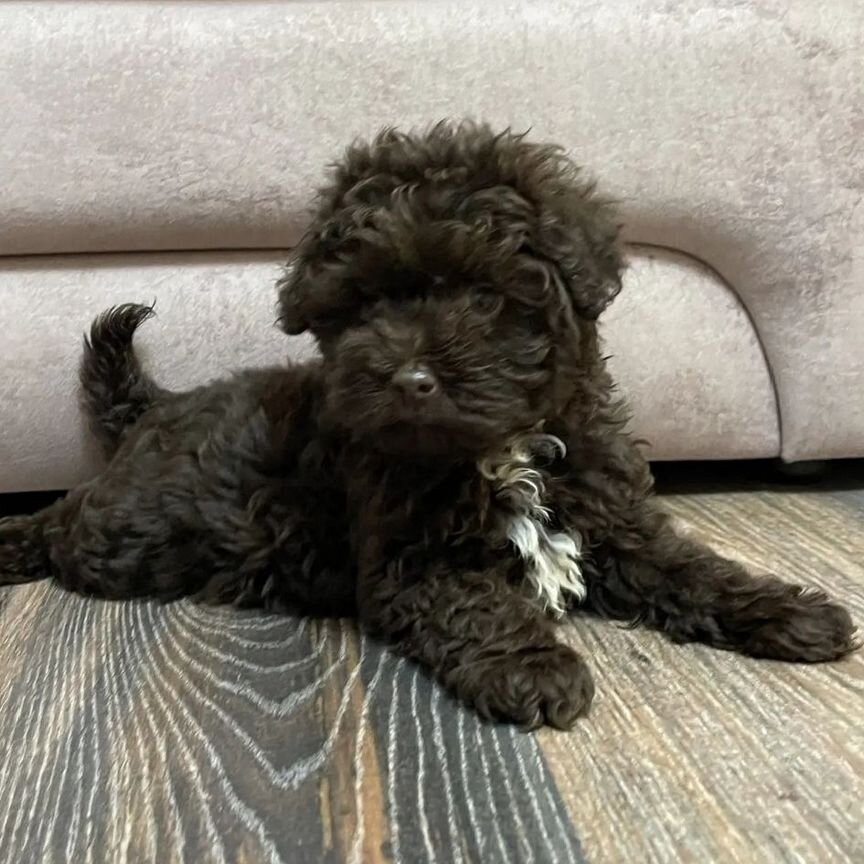 Мальтипу, щенок