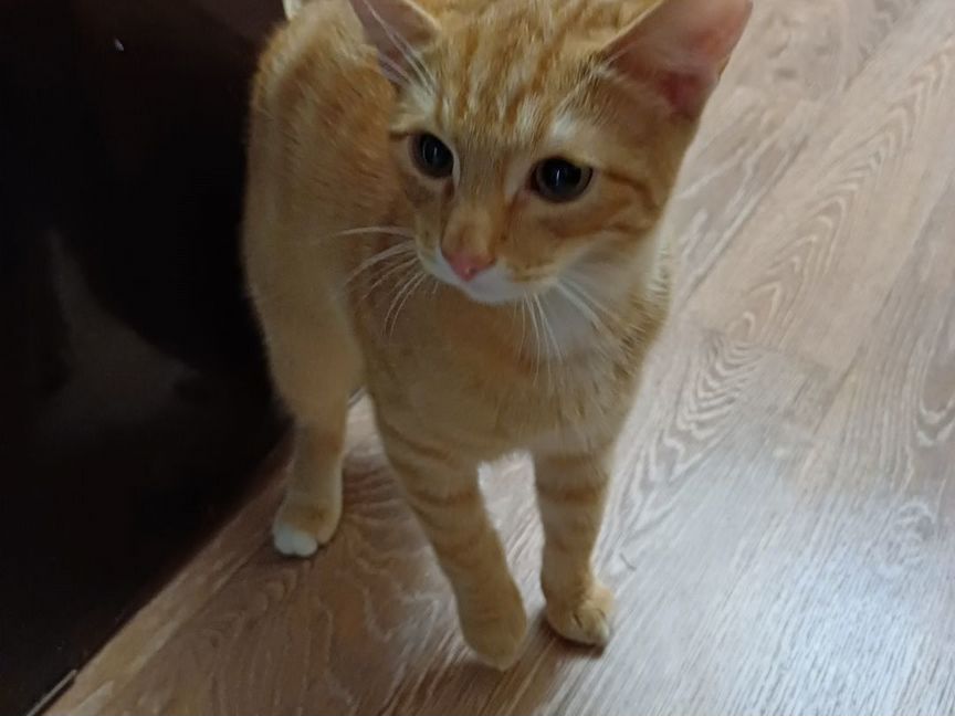 Нашли котенка подростка -ангел а не кот