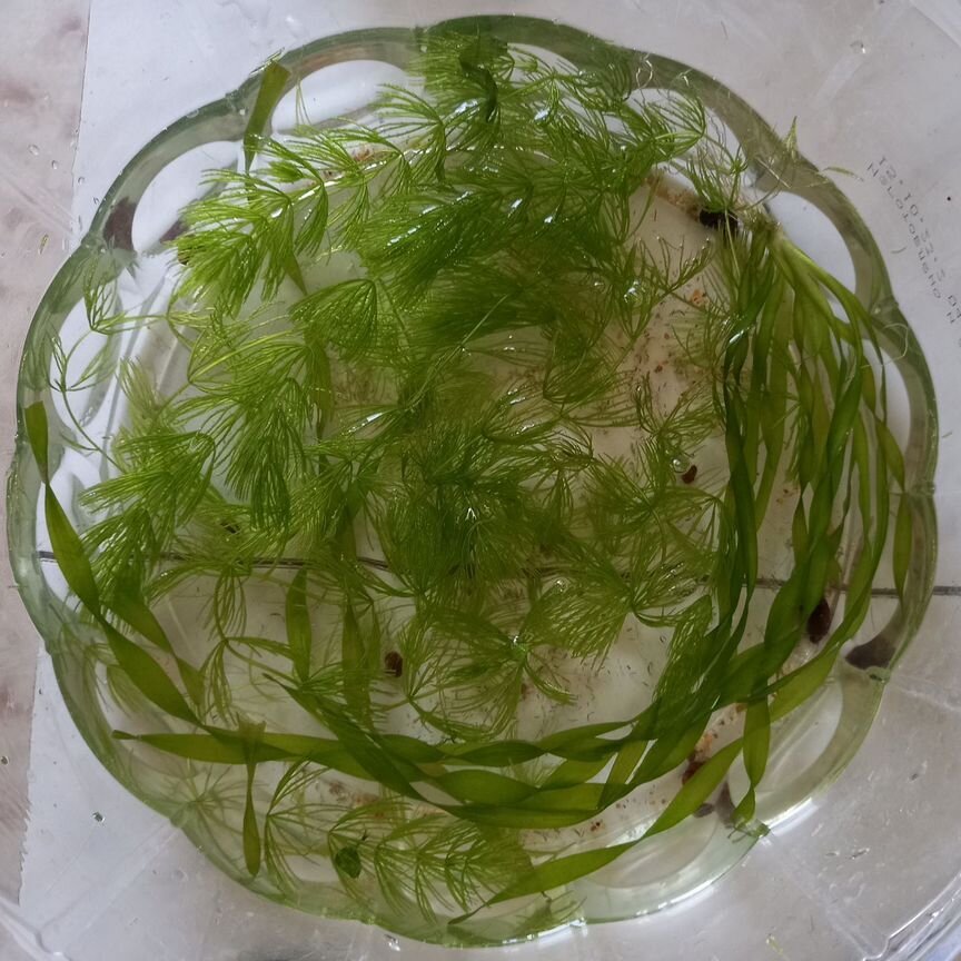 Валиснерия спиральная и роголистник