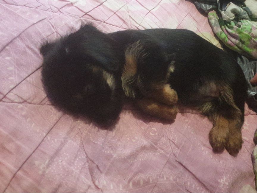 Собака маленькая порода