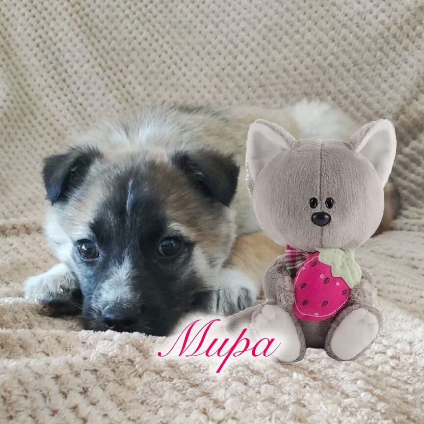 Малышка Мира щенок в добрые руки