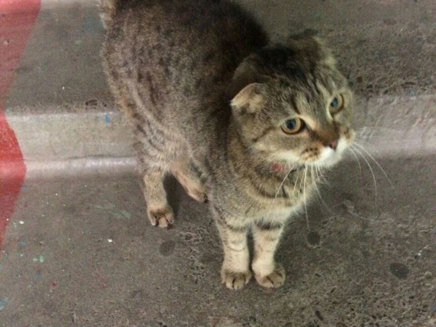 Шотландская вислоухая кошка ищу