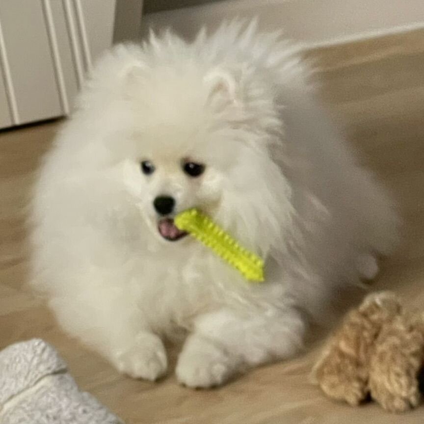 Померанский шпиц, щенок