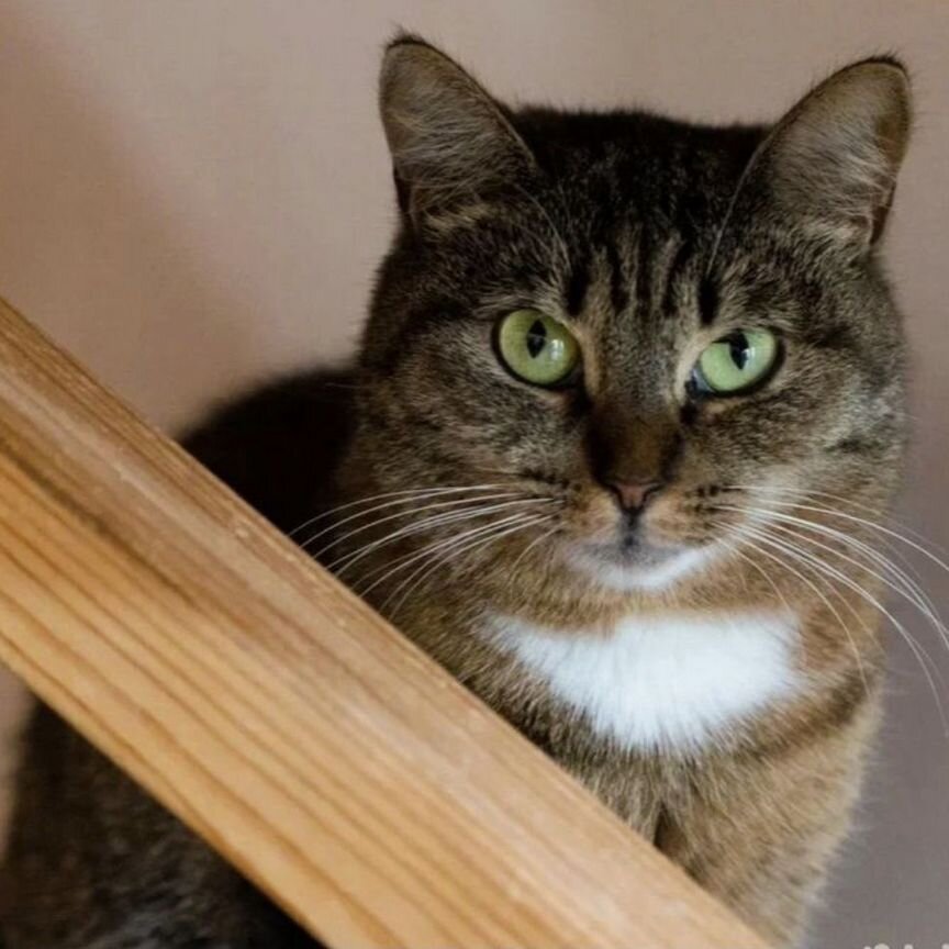 Кошечка Купа заждалась свою семью в приюте