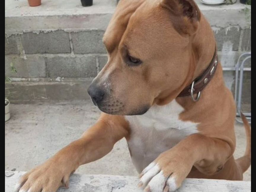 Щенки. Американского стаффаршидского терьера