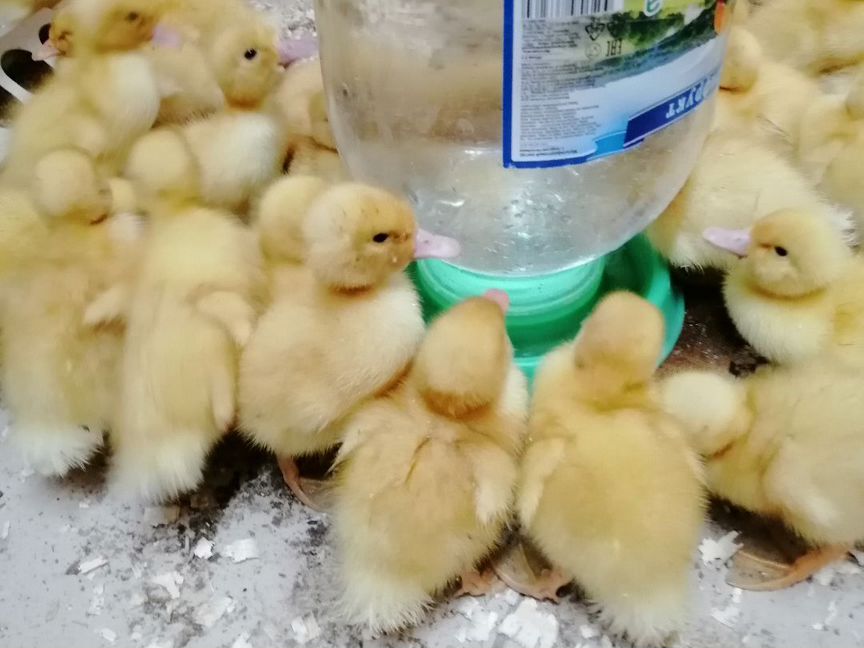 Утята суточные