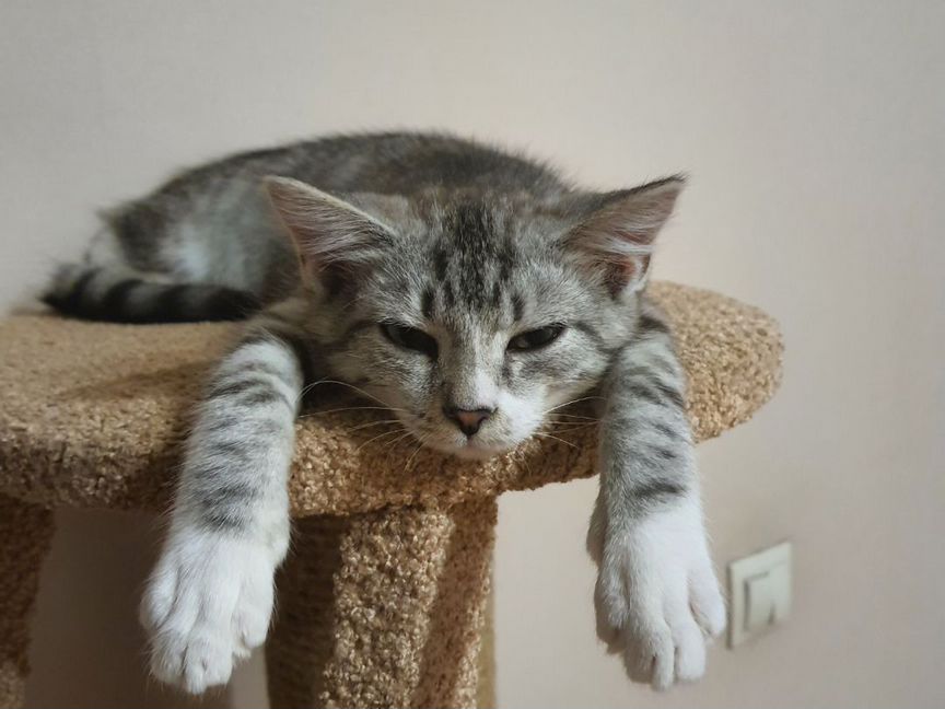 Кошка