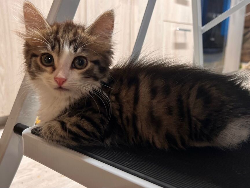Котята в добрые руки бесплатно
