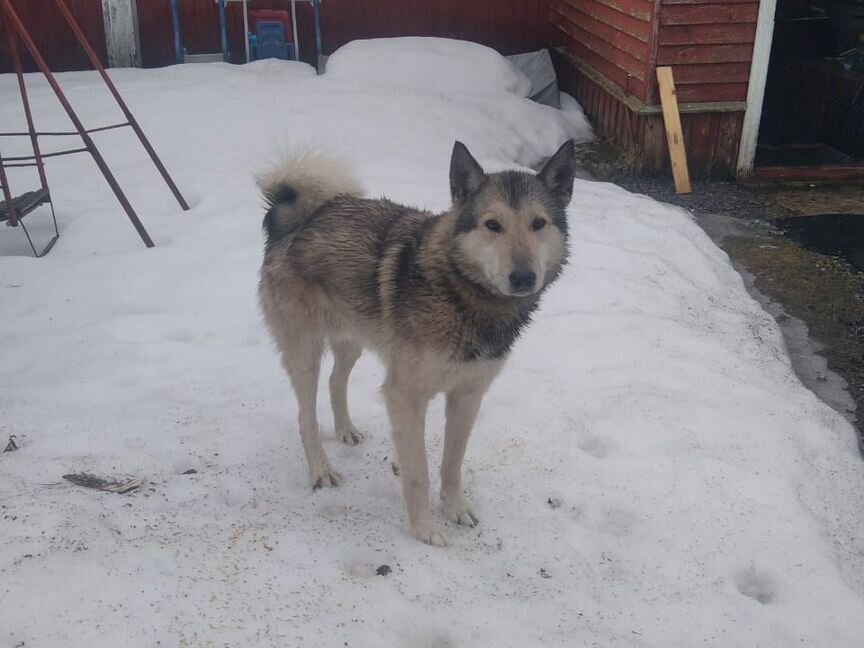 Найдена собака