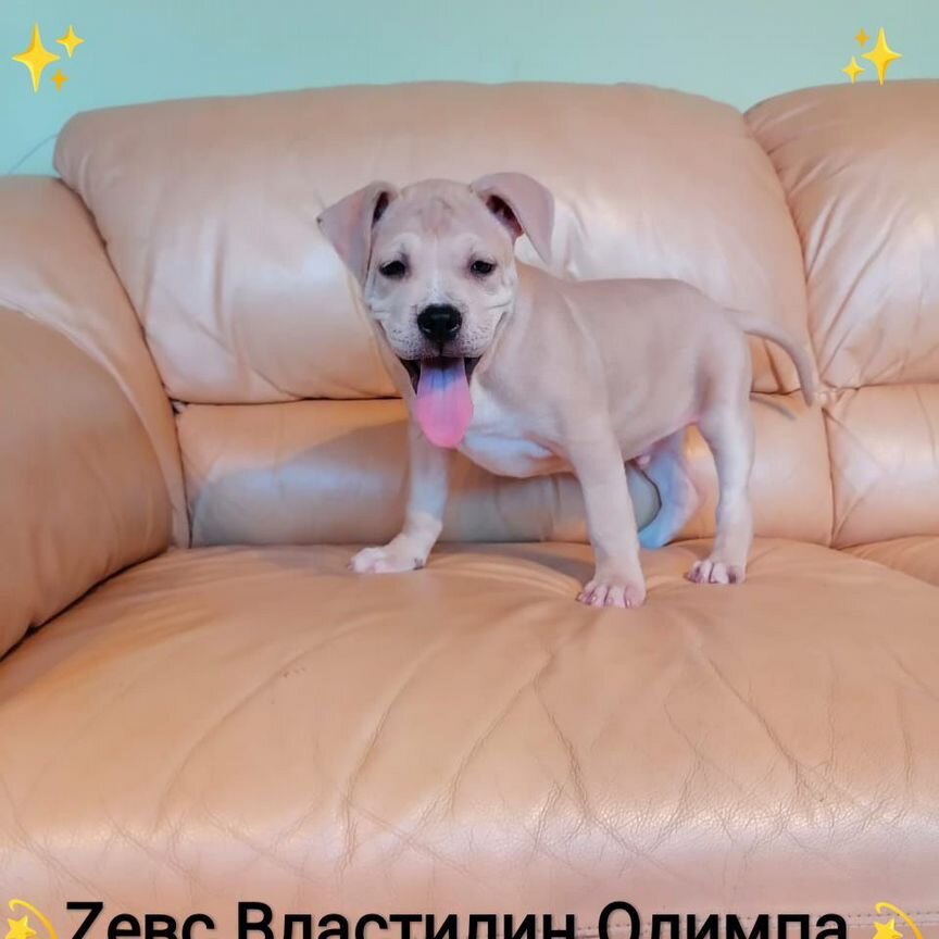 Идеальный щенок Ам.Стафф.терьер щенок с Док