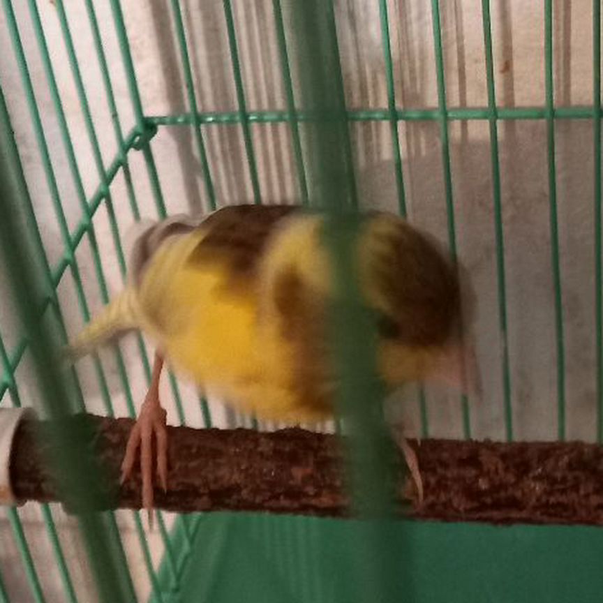 Кенара и канарейки