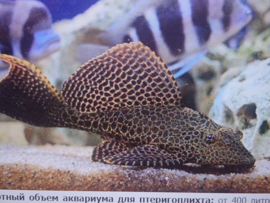 Сом птеригоплихт