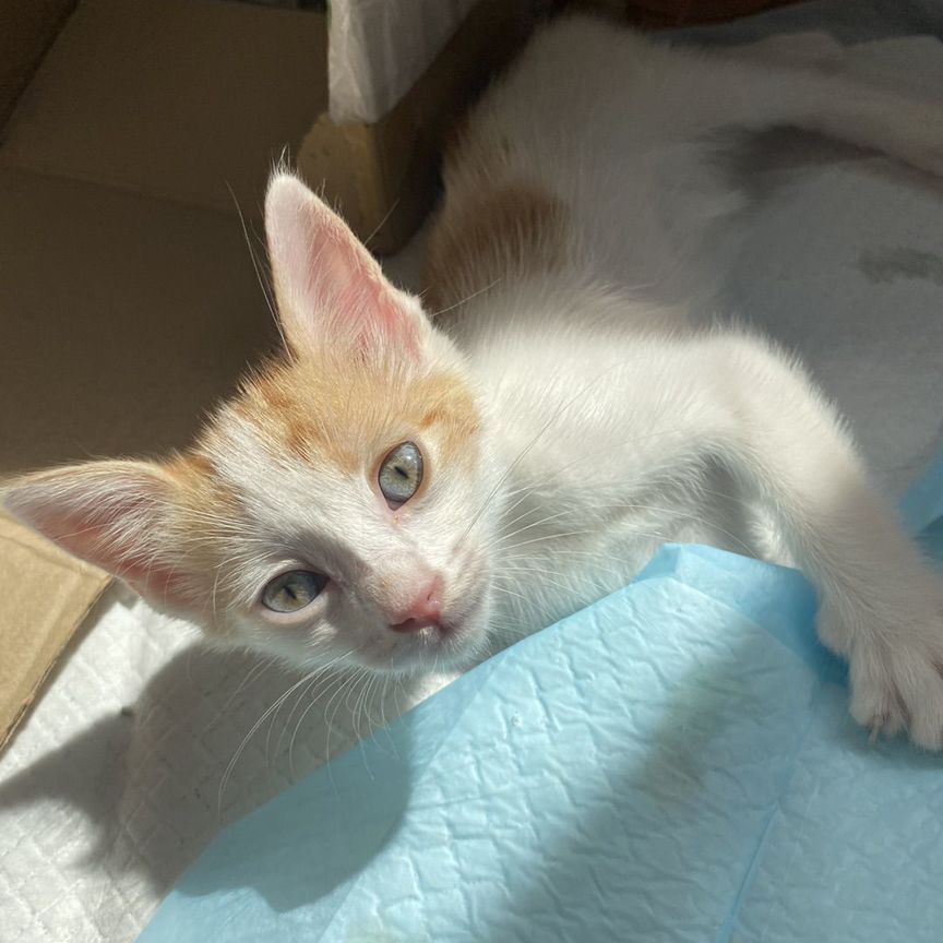 Котенок в добрые руки