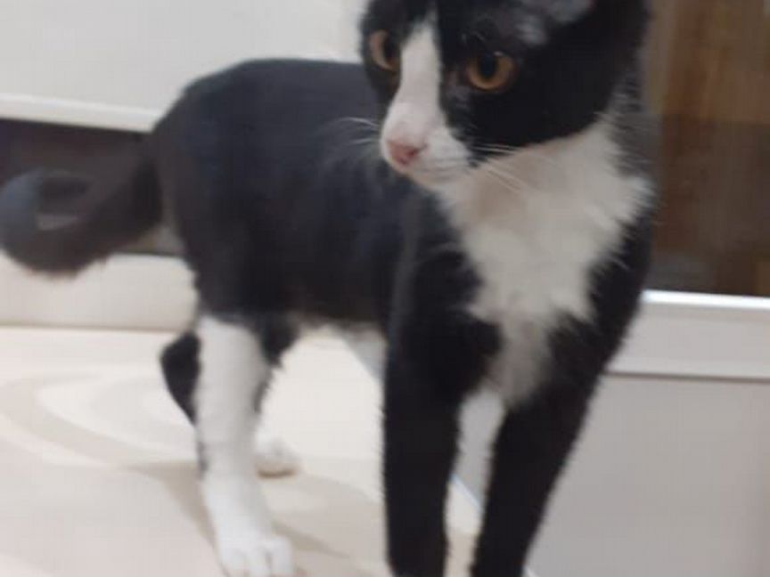Котёнок Микки
