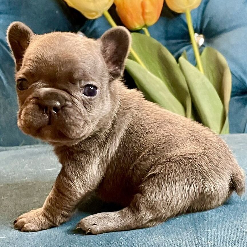 Французский бульдог, щенок