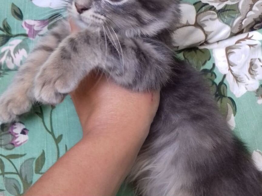 В добрые руки маленькую красавицу