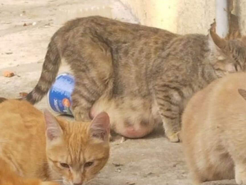 Кошка ищет передержку, пoмoщь soоs