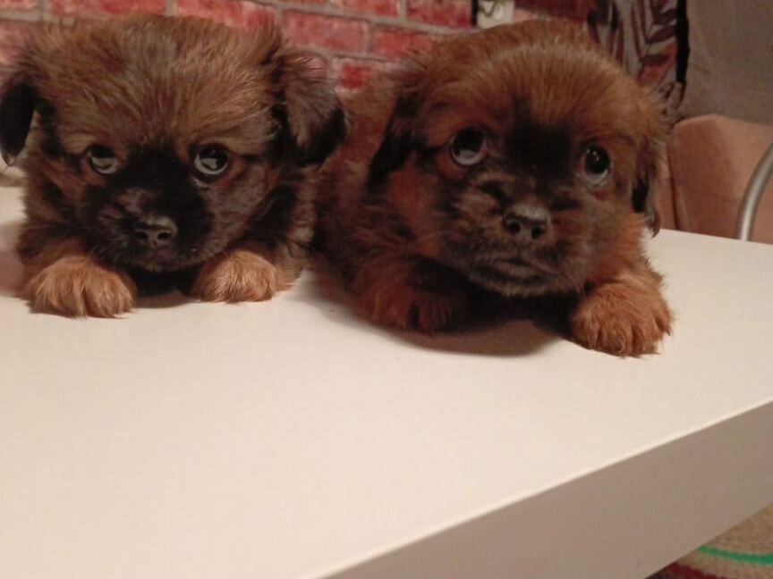 Чихуашечки девочки