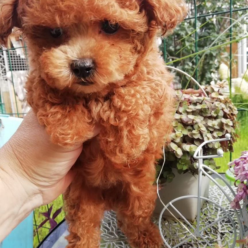 Той-пудель мини