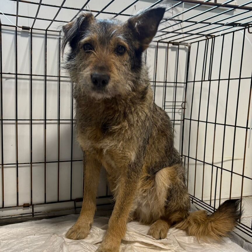 Собака в добрые руки