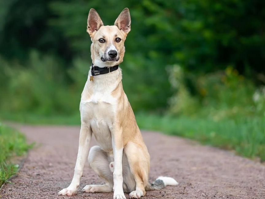 Отдам щенка Барни