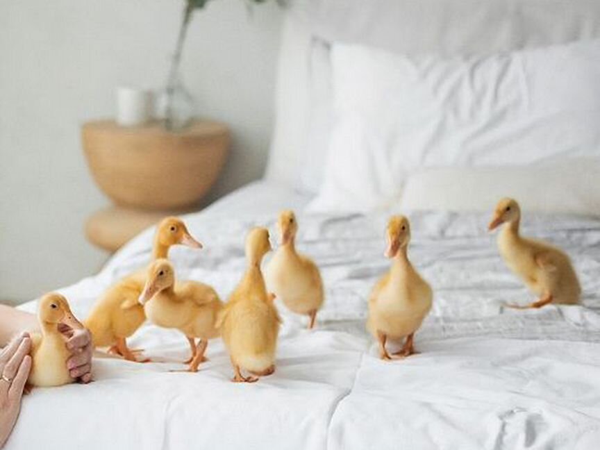 Двухнедельные утята 7 шт. Продажа