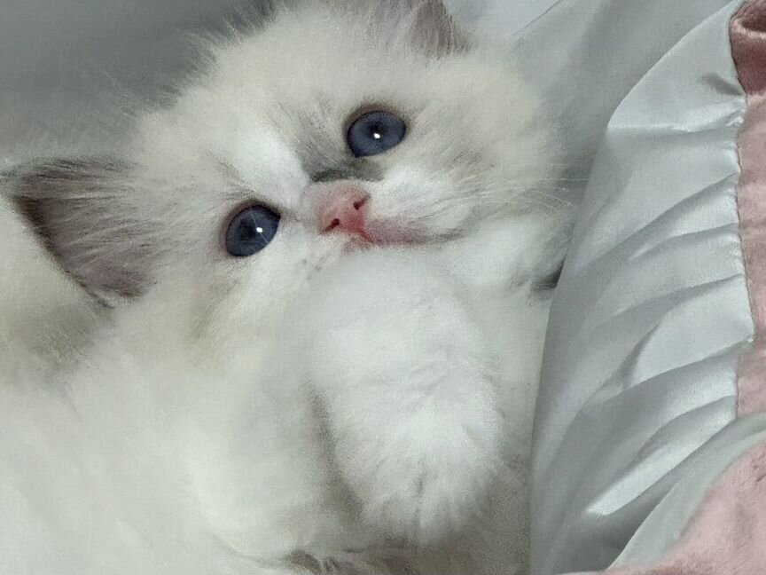 Котята рэгдолл