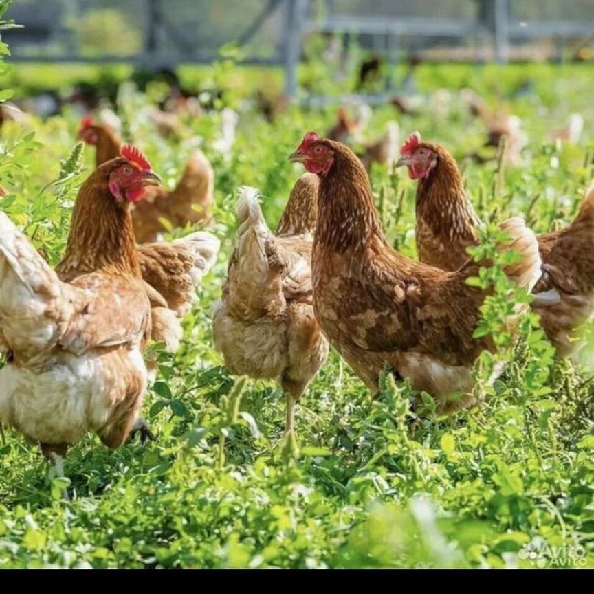Куры несушки ломан braun