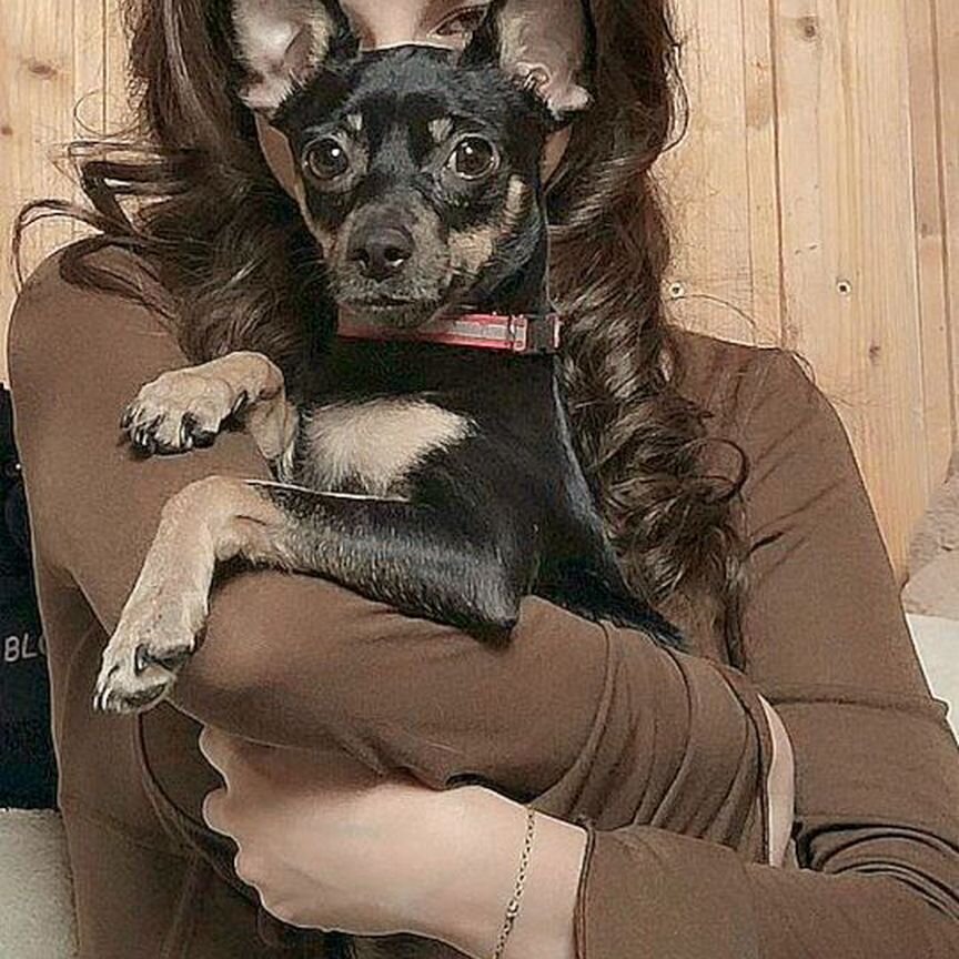 Той-терьер