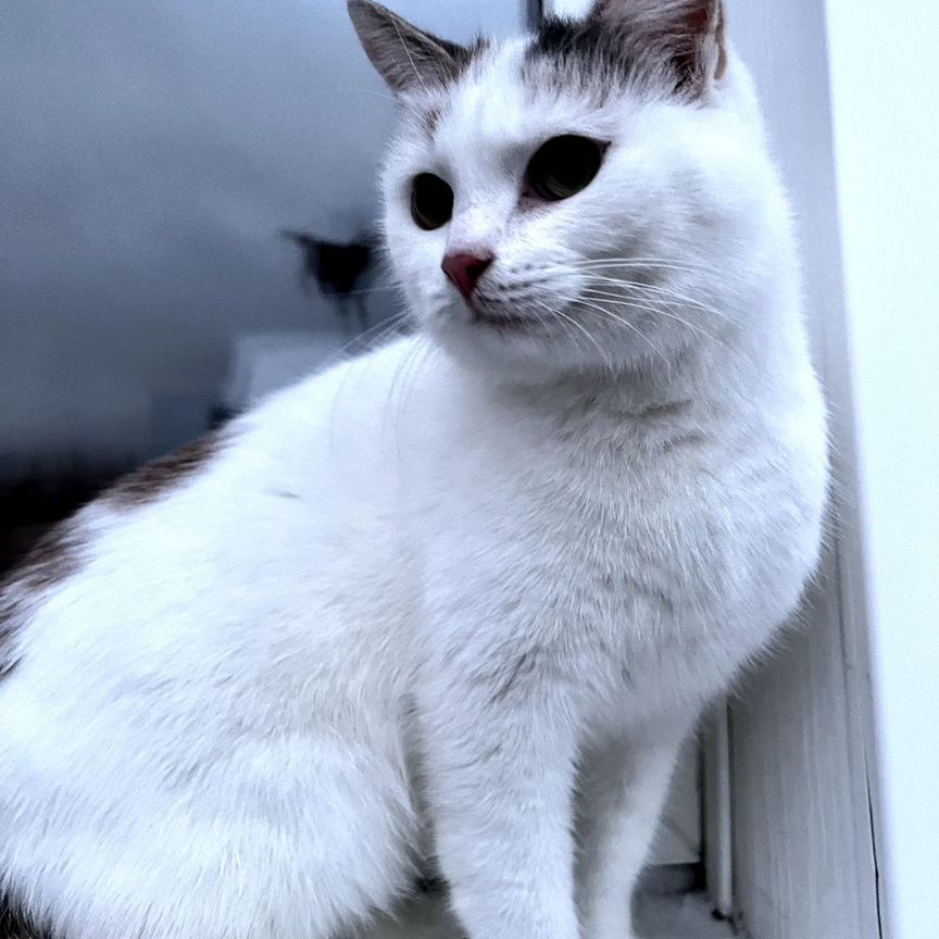 Кошка в добрые руки