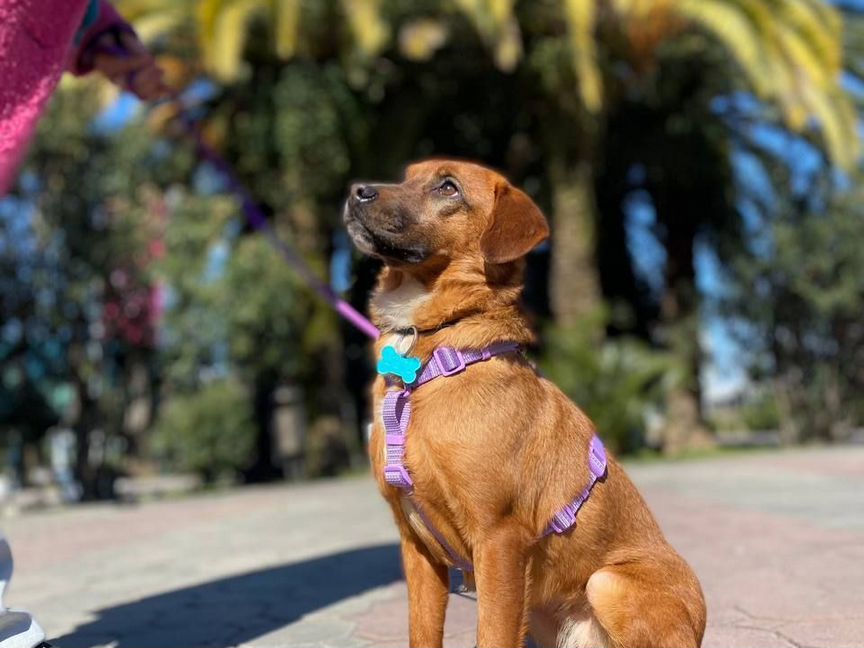 Айша маленькая собачка в добрые руки