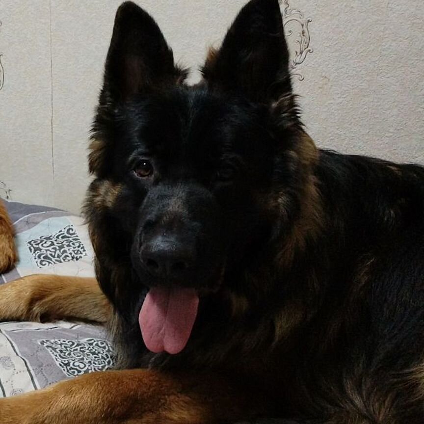 Немецкая овчарка, щенок