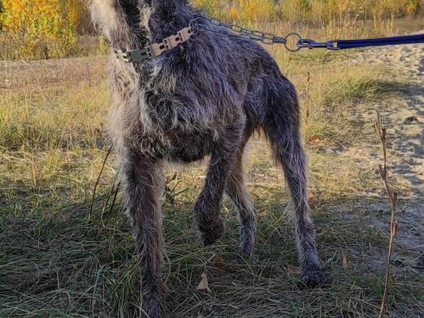 Отдам в добрые руки собаку